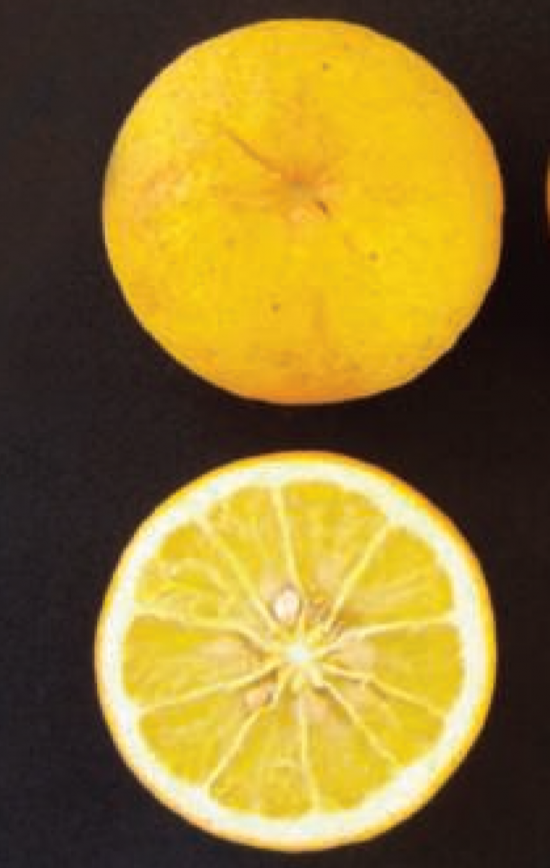 Citrumelo 75 AB - hybryda z grejpfruta McCarty i Poncirus Trifoliata 136